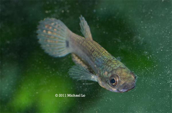 The rainforests of Borneo & Southeast Asia: Betta ocellata from Lahad ...