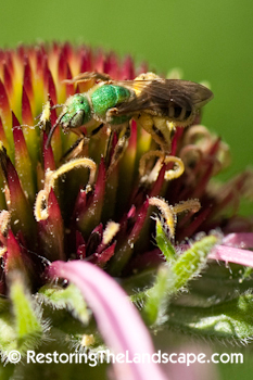 Restoring The Landscape With Native Plants: Native Bee Spotlight: Green ...