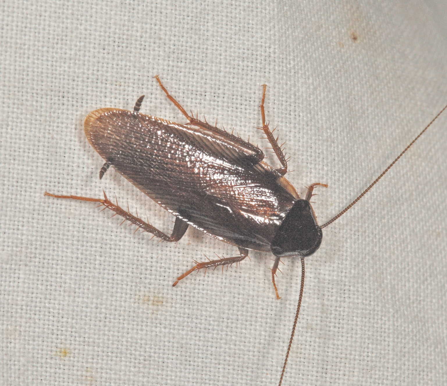 BunyipCo: March 2013