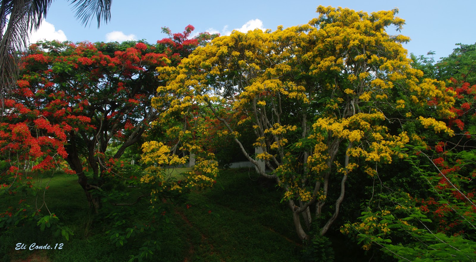 Con ojos curiosos en Rep.Dominicana: Flamboyanes en el Jardín Botánico