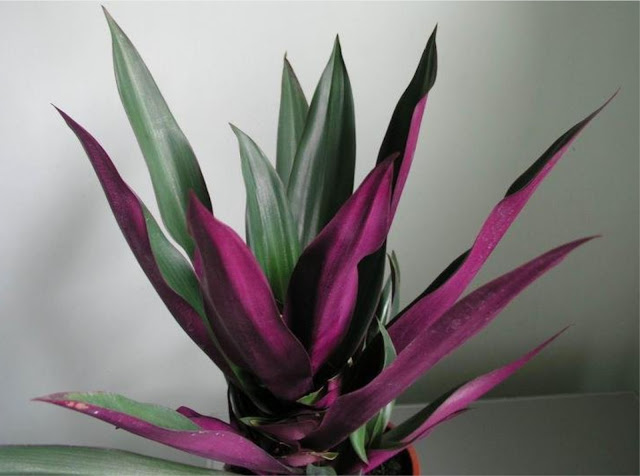 Abacaxi-roxo (Tradescantia spathacea) | VEGETAÇÃO URBANA PAISAGISMO