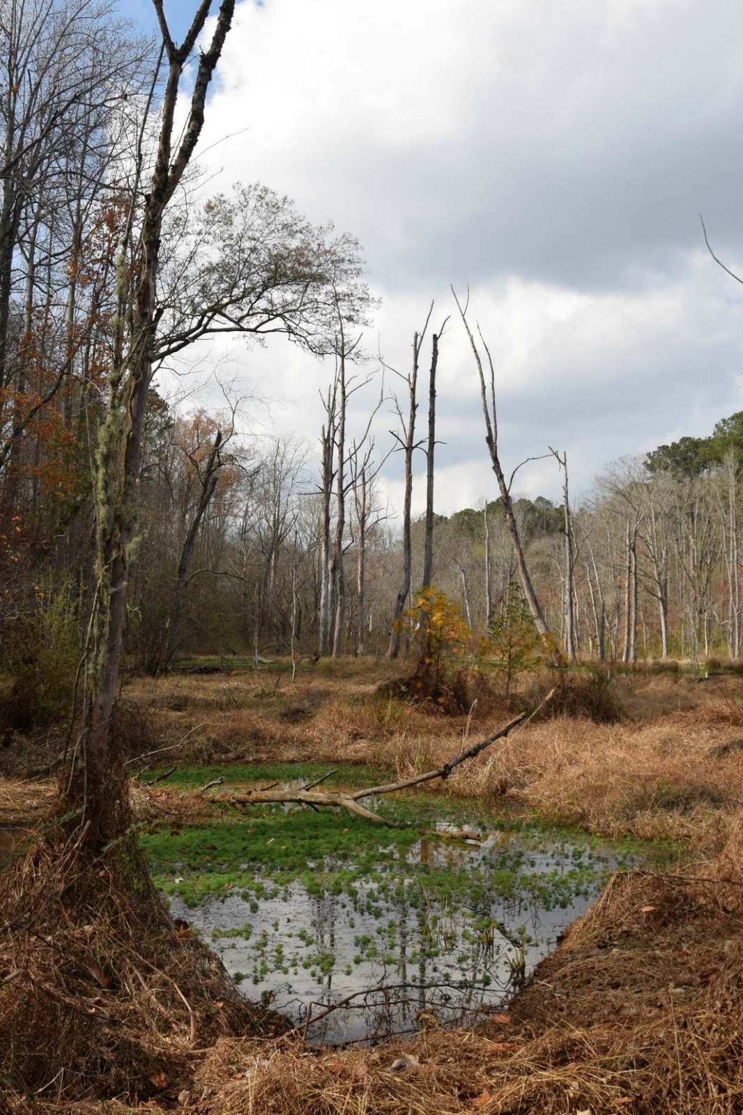 Using Georgia Native Plants: Wetlands - a Place for Water