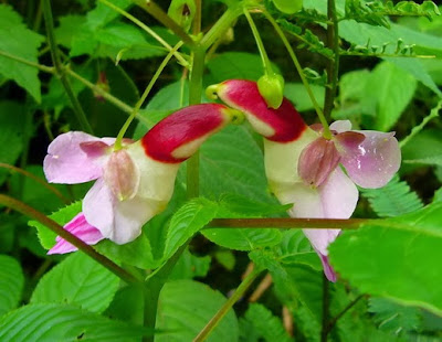 Bloomex - The Official Blog of Bloomex.ca: The exotic and incredible ...