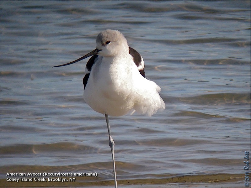 The City Birder: Coney Island Rare Birds