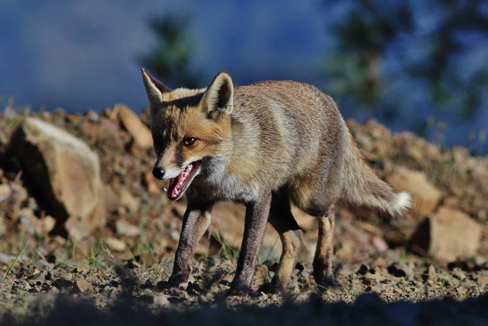 Biodiversity of Cyprus by NGO Protection of the Natural Heritage and ...