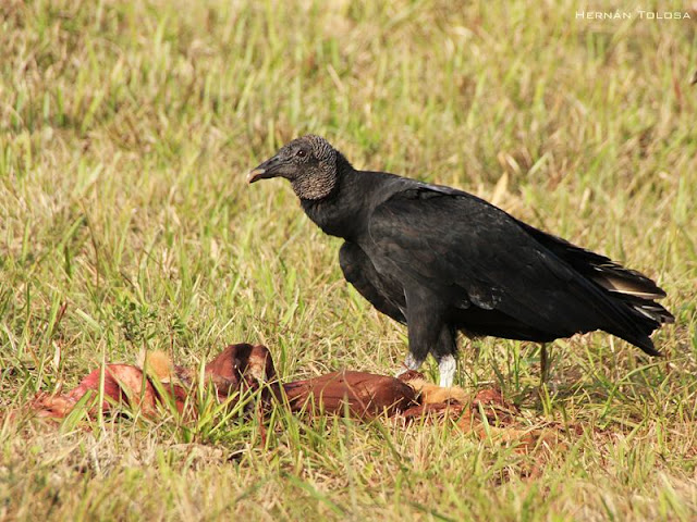 Aves de Argentina: Jote cabeza negra (Coragyps atratus)