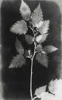 William Henry Fox Talbot Photograms