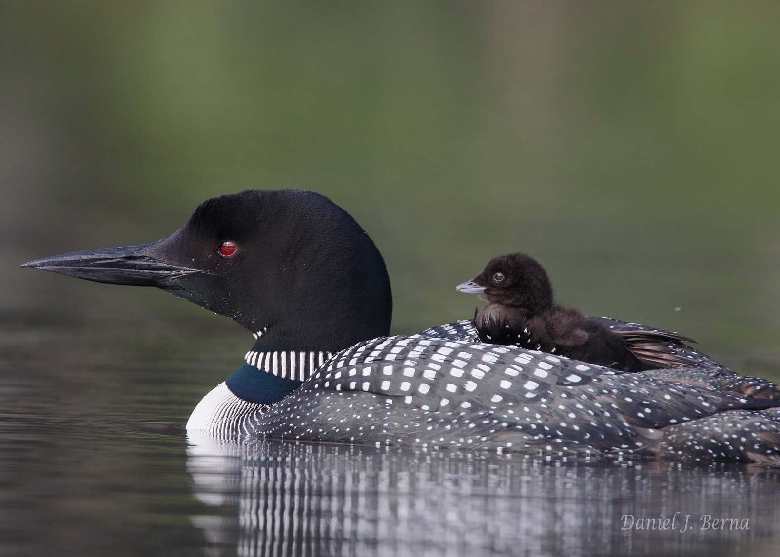 Daniel Berna Photography: Loon with babies on board