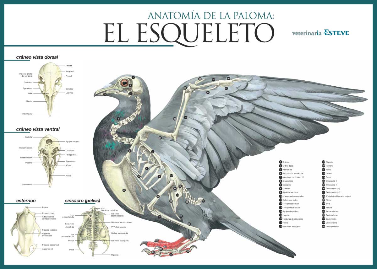 LA MINA .... 3º de PRIMARIA: ESQUELETOS DE AVES