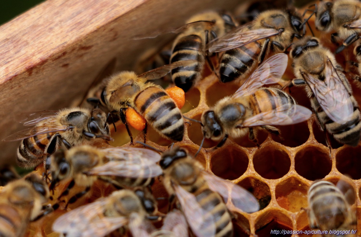 Passion-Apiculture. Le blog de l'Abeille Pat: Pollen de châtaignier