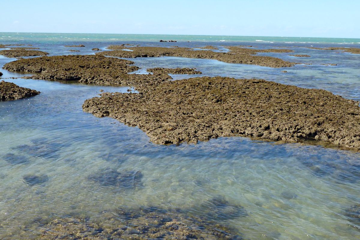 Queensland Coast: Coral Bleaching on Inshore Reefs near Cairns
