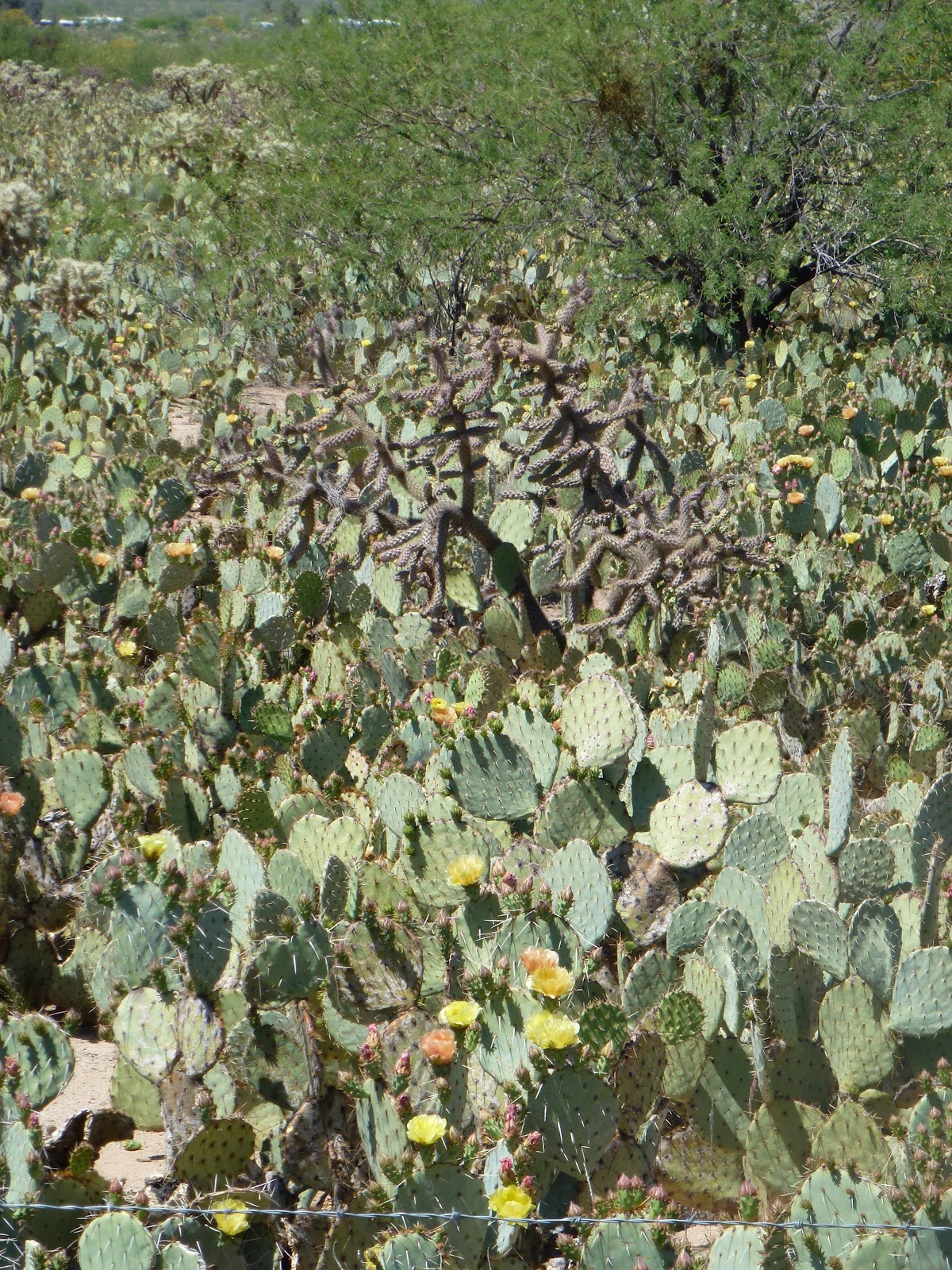 Road Runner: Saguaro Cactus Flower & Others
