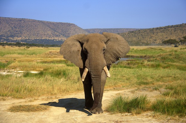 O RIQUINHO: Dia Mundial do Elefante.