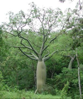 fauna y flora tumbesina: Flora de Tumbes