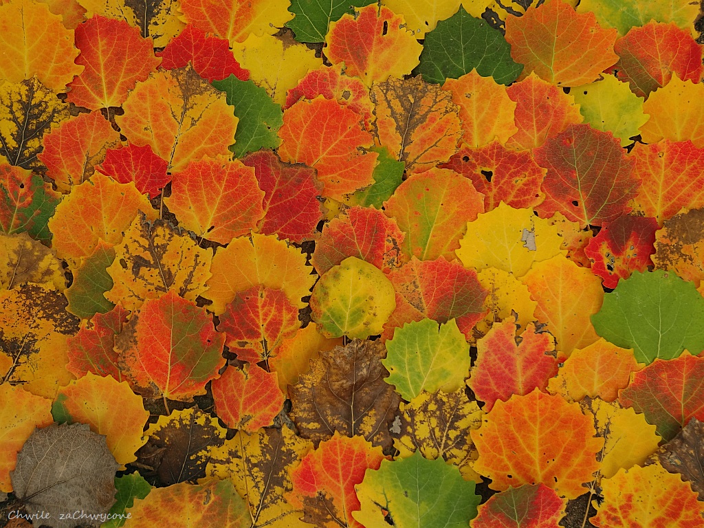 Chwile zaChwycone: Liście osiki