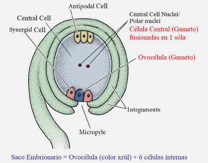 Universo Botánico: La polinización