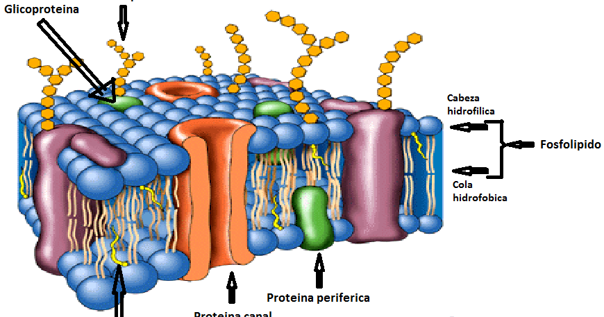 Biología Celular : Modelo Mosaico Fluido