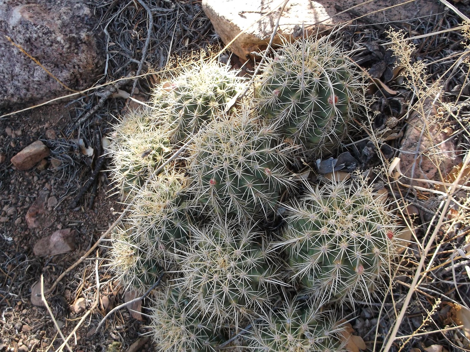 The Tinker's Quill: Blood on the mountain, cactus spikes in my ass