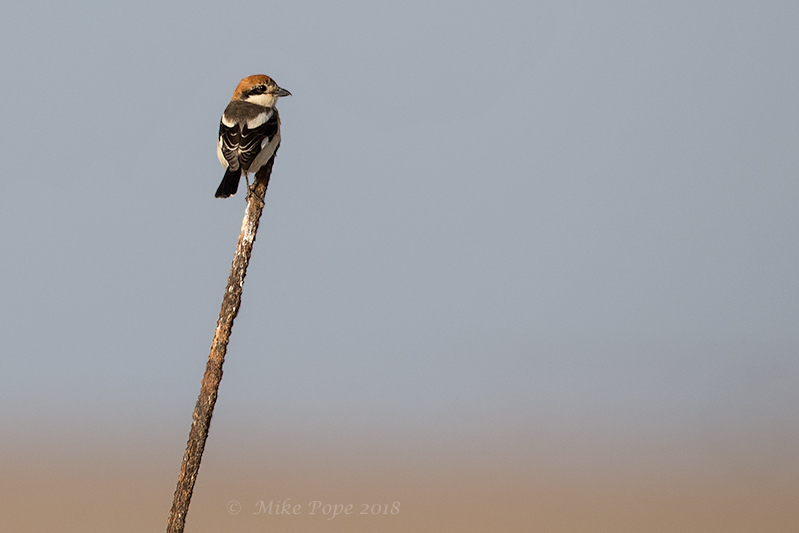 Kuwait Birding: Boubyan and Warba Island