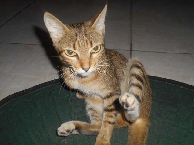 Obarian : Seeing Life in Nigeria: A Cat in the Nigerian Home
