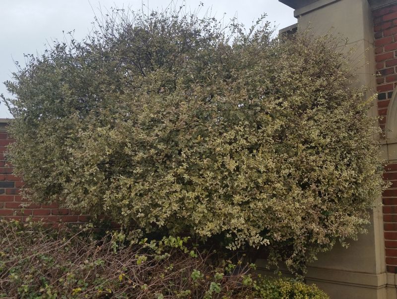 Future Plants by Randy Stewart: Privet