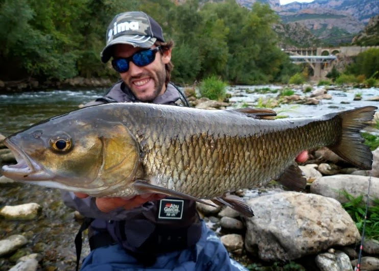 Big Fishes of the World: CHUB EUROPEAN (Leuciscus cepahlus)