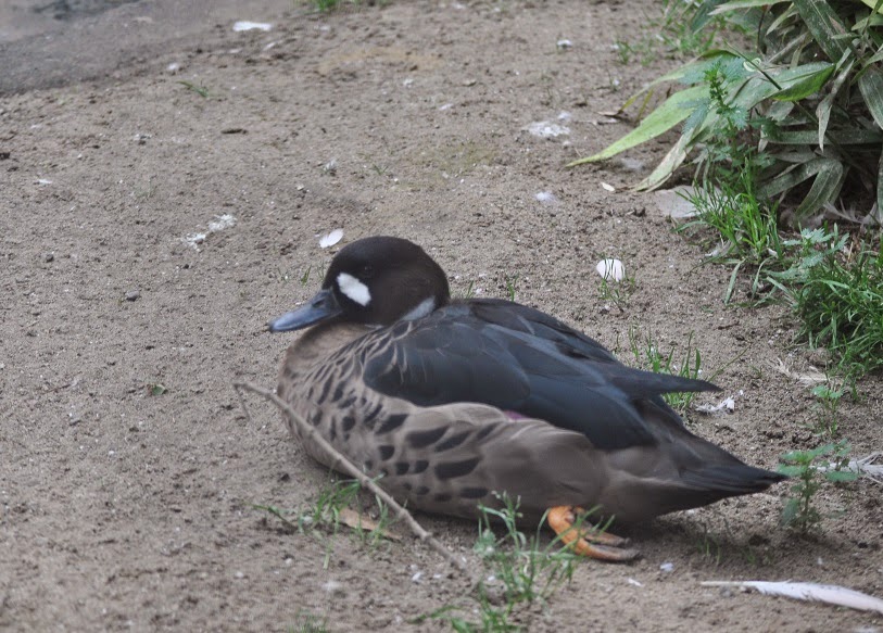 ZOOTOGRAFIANDO (6.100 ANIMALS): PATO DE ANTEOJOS / SPECTACLED DUCK ...