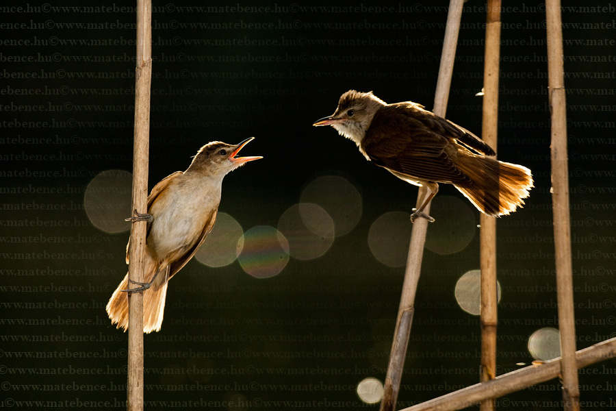 Mirada en construcción: Bence Máté. FOTOGENIOS.