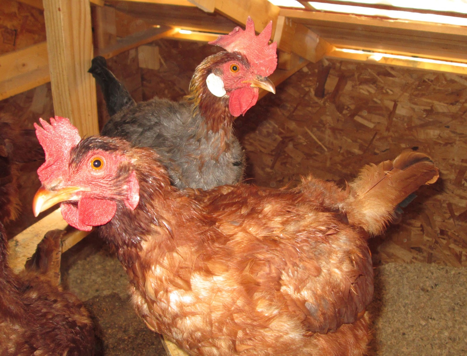 Life on the Mountainside : Dried Strawberries and Scruffy Hens