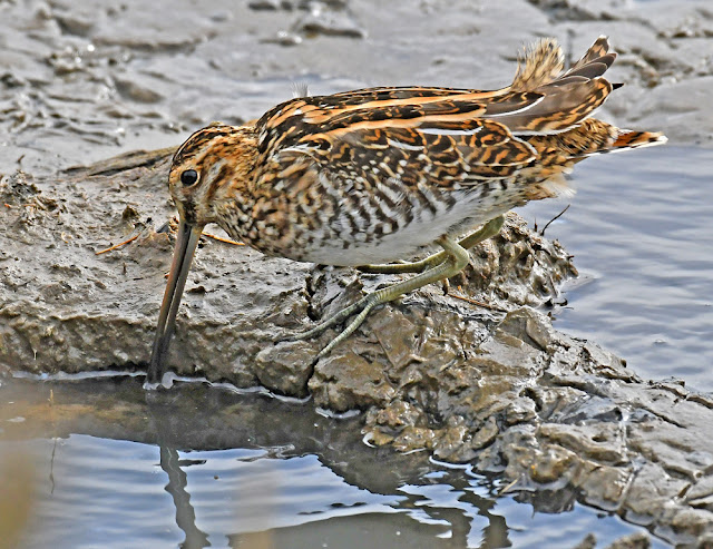 Snipe and Others | Focusing on Wildlife