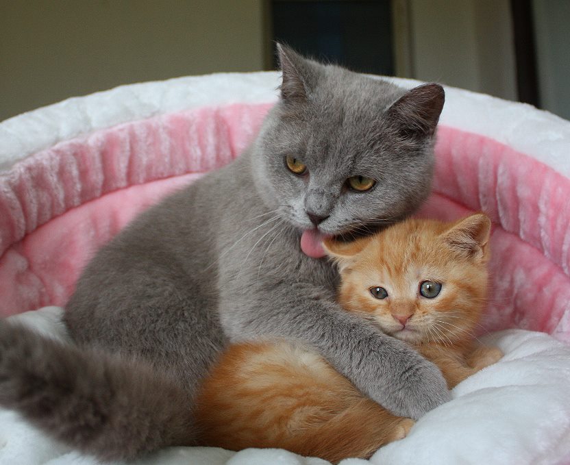 Britisch Kurzhaar (BKH) Kitten und Britisch Langhaar Katzenbabys: BKH ...