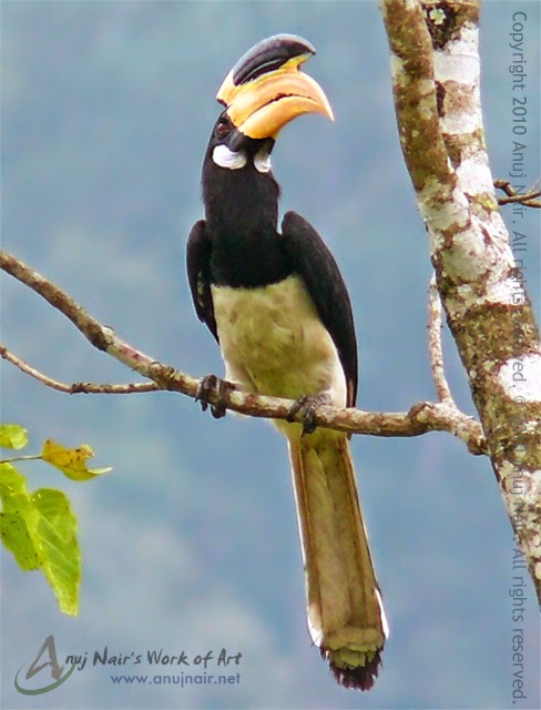 Pashudhan and Animal Science : धनेश पक्षी - विलुप्त प्रजाति