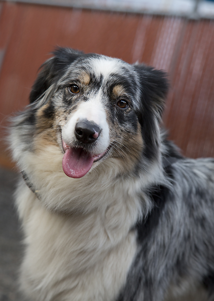 Shelter Dogs of Portland: "SHELBY" cool Aussie!