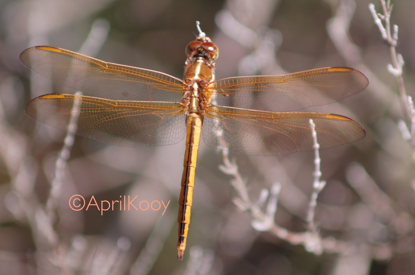 The Latest: Georgia Dragonfly Photos