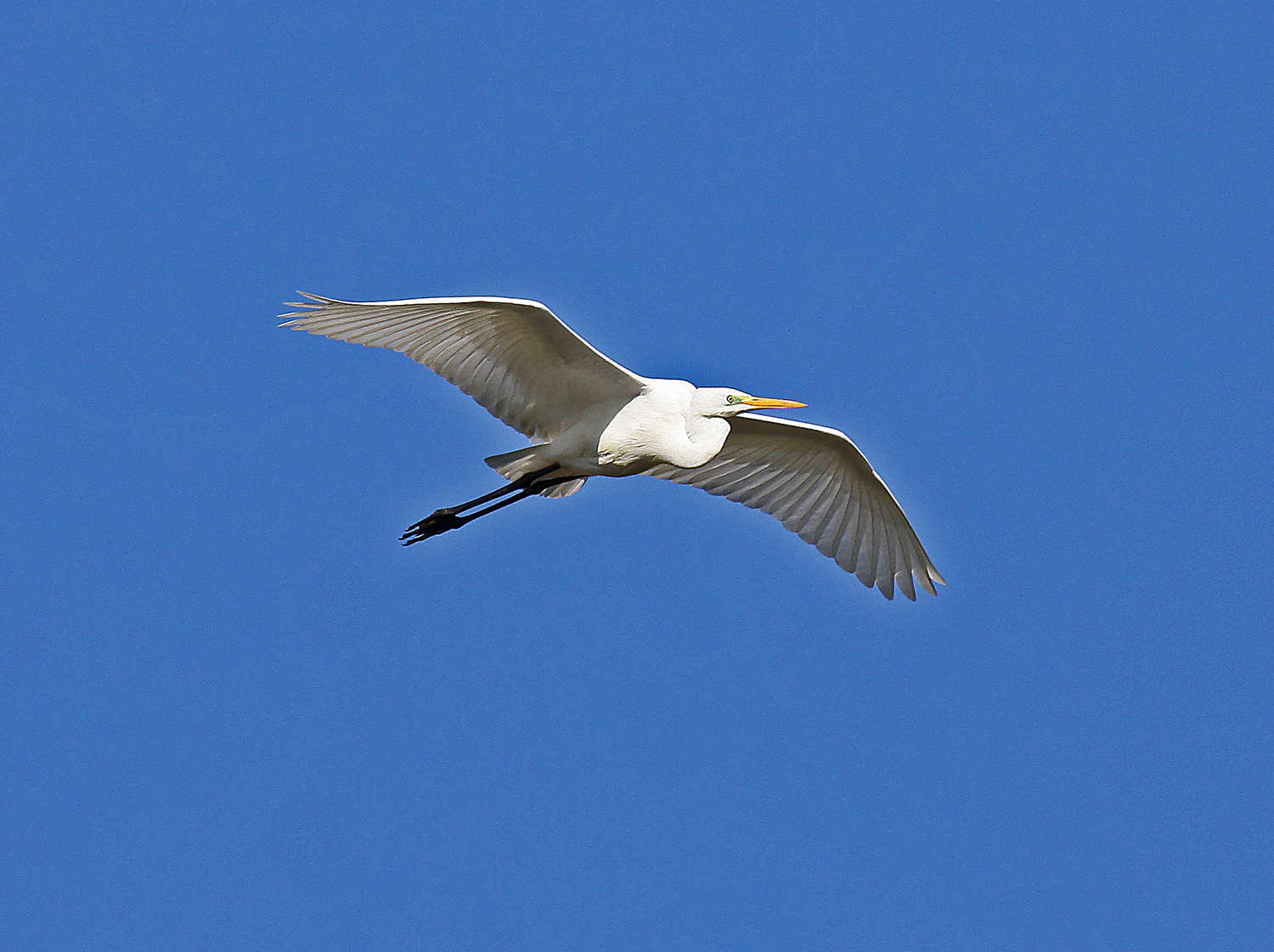 The Broadstairs Birder: GREAT WHITE EGRET AT STODMARSH.