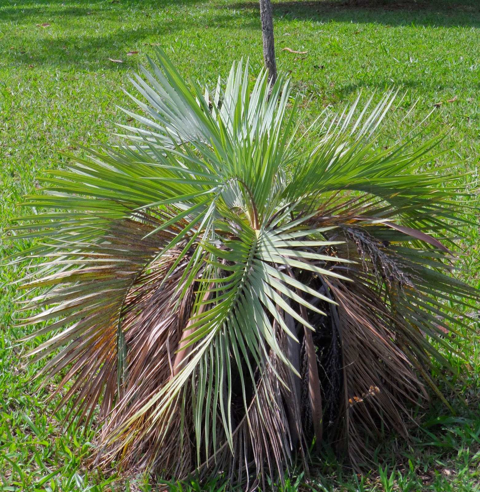 Butiazinho {Butia archeri (Glassman) Glassman} | A planta da vez