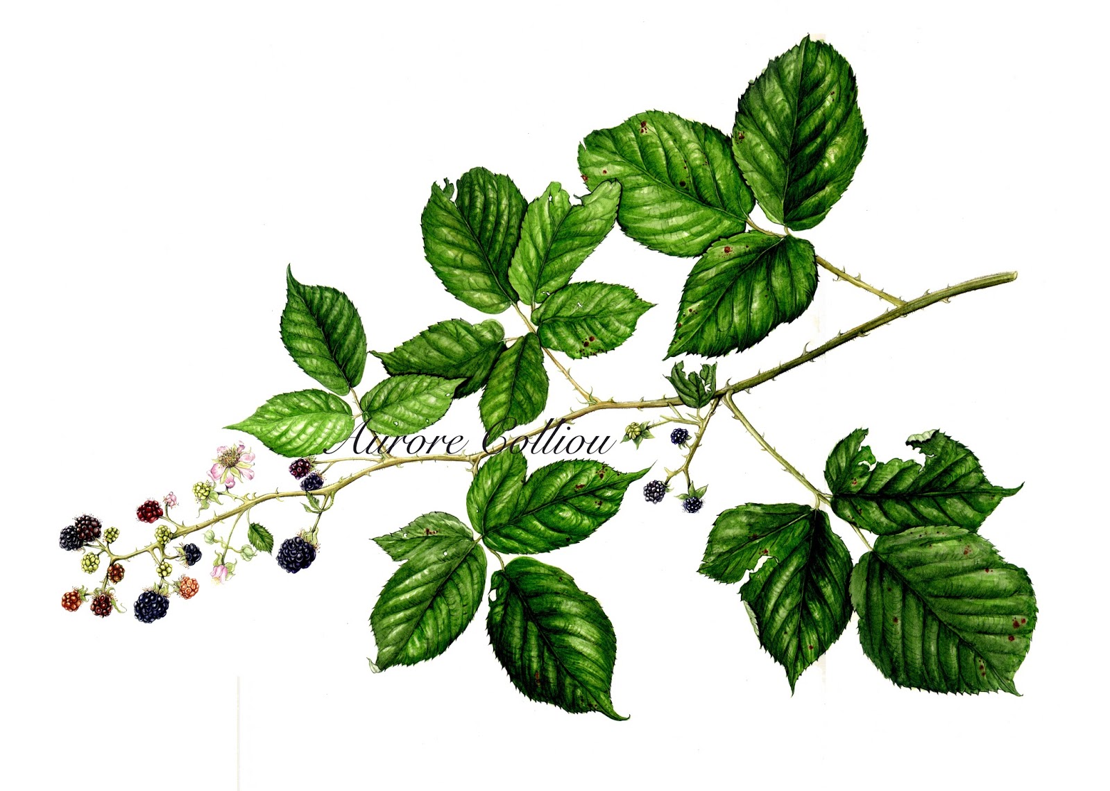 dessins botaniques,: Ronce