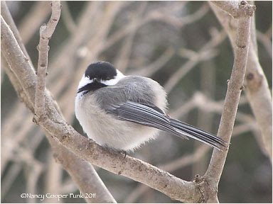 Furry and Feathered Friends: A Very Fluffy Chickadee