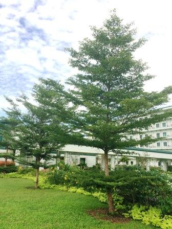 Bucida molineti | Pustaka Flora | Database Tanaman Landscape