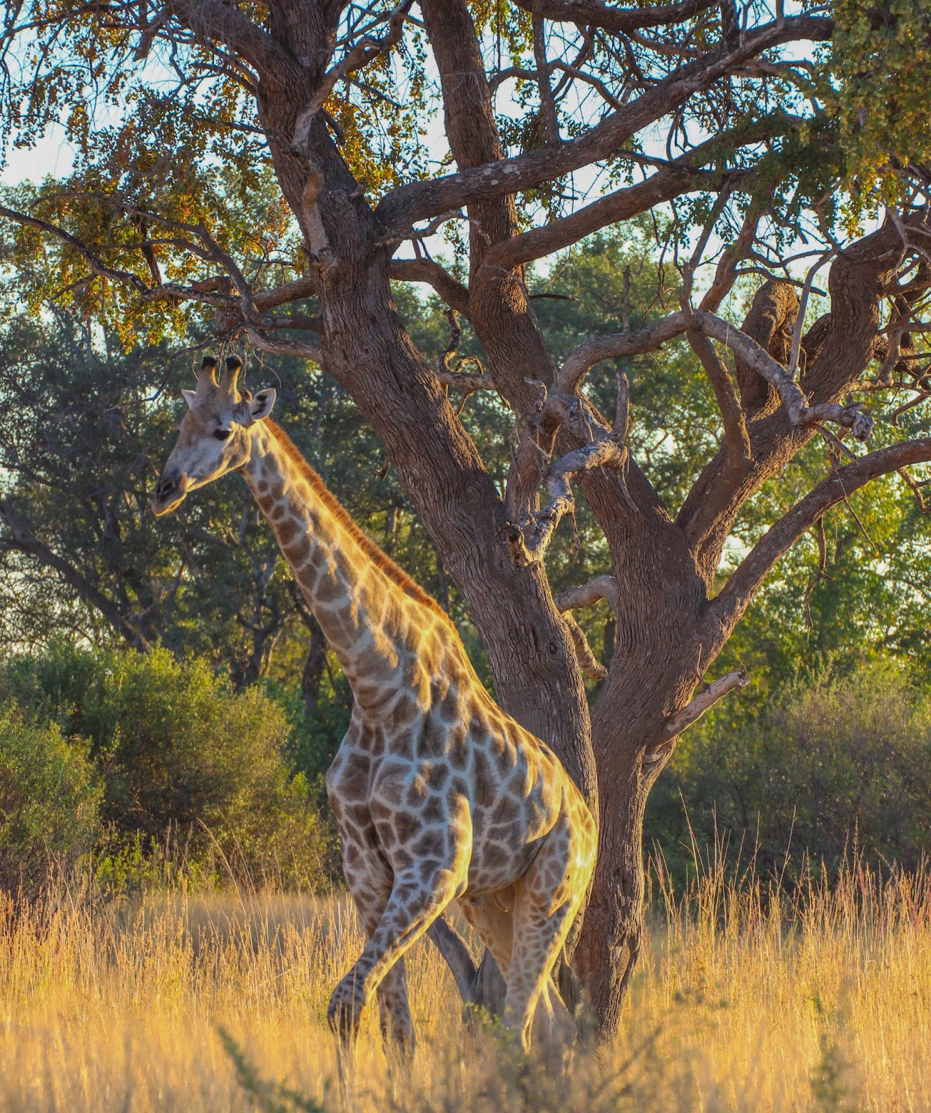 Cannundrums: Angolan Giraffe