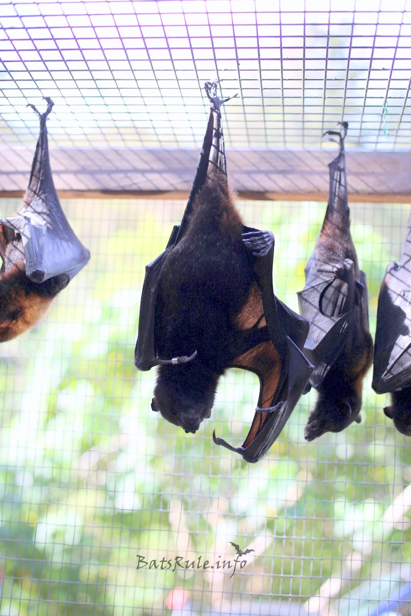 Rehab | Megabats adults and babies in care, Flying-fox, Fruit bats