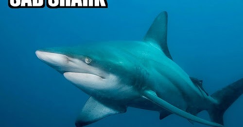 Sober in a Nightclub: Sad shark