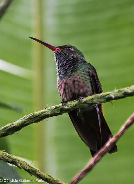 COLIBRI PECHINEGRO - eupherusa nigriventris | Observatorio de la Naturaleza
