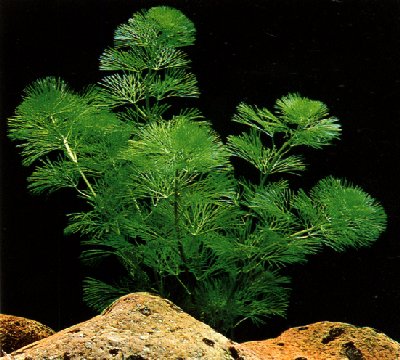 ORNAMENTAL AQUATIC PLANTS & ITS PRODUCTION