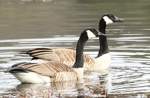 B.I.R.D.: Getting Goosed!