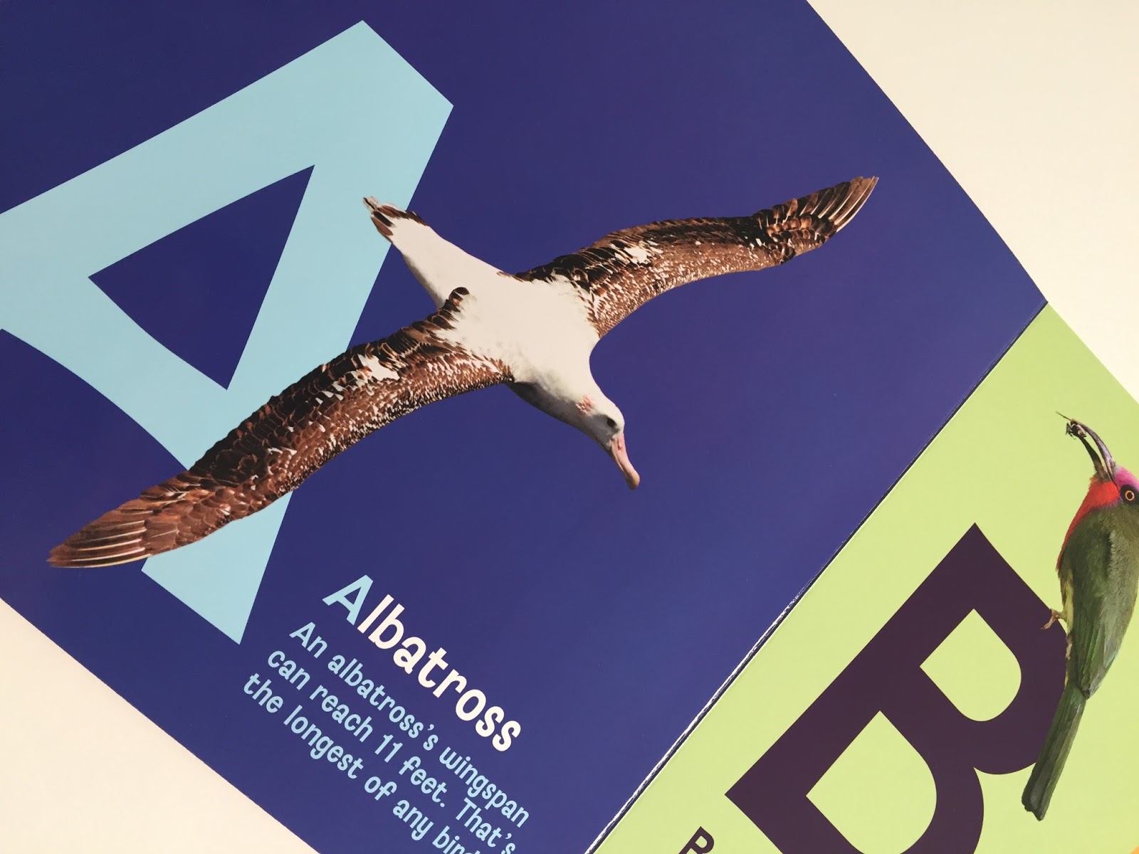 The Bookworm Baby: ABC Birds