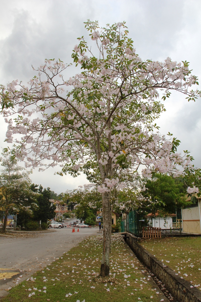 On The Green Side Of Life: Tabebuia Rosea - Almost Like A Cherry ...