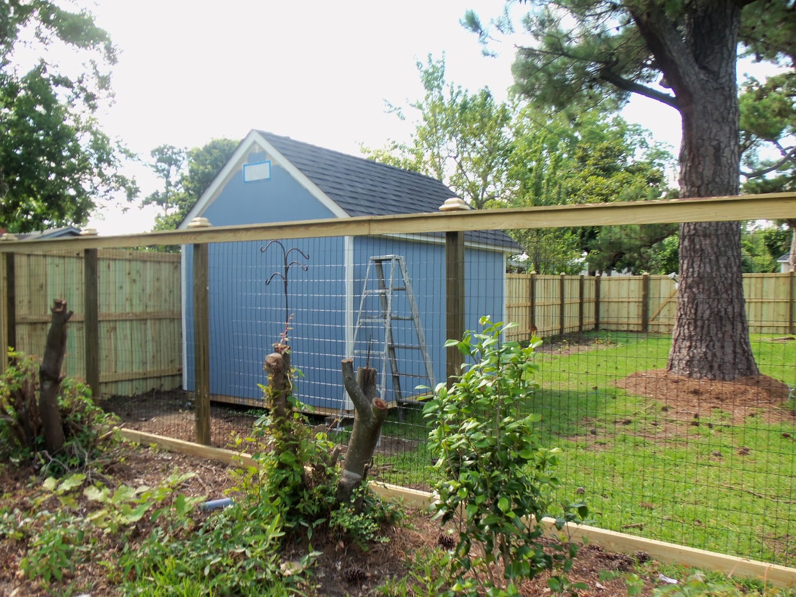 Town & Country Fences, LLC: Living Fences are Becoming Popular