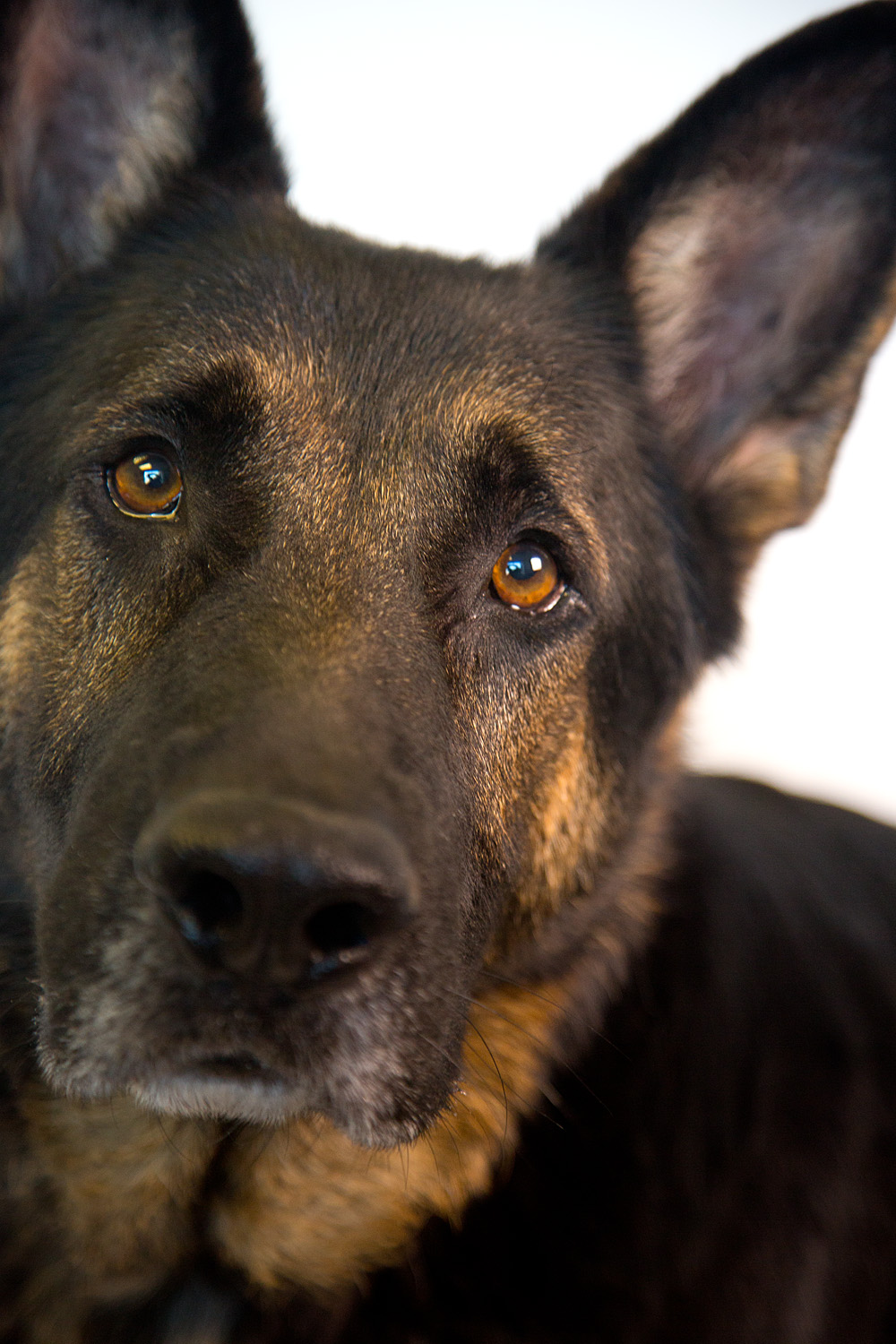 Shelter Dogs of Portland: "TUCO" big handsome german shepherd