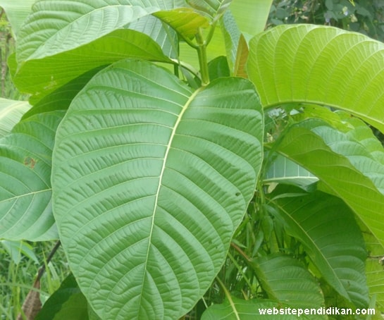 27+ Teladan Tumbuhan Bertulang Daun Menyirip Dan Foto/Gambarnya - Rindu ...